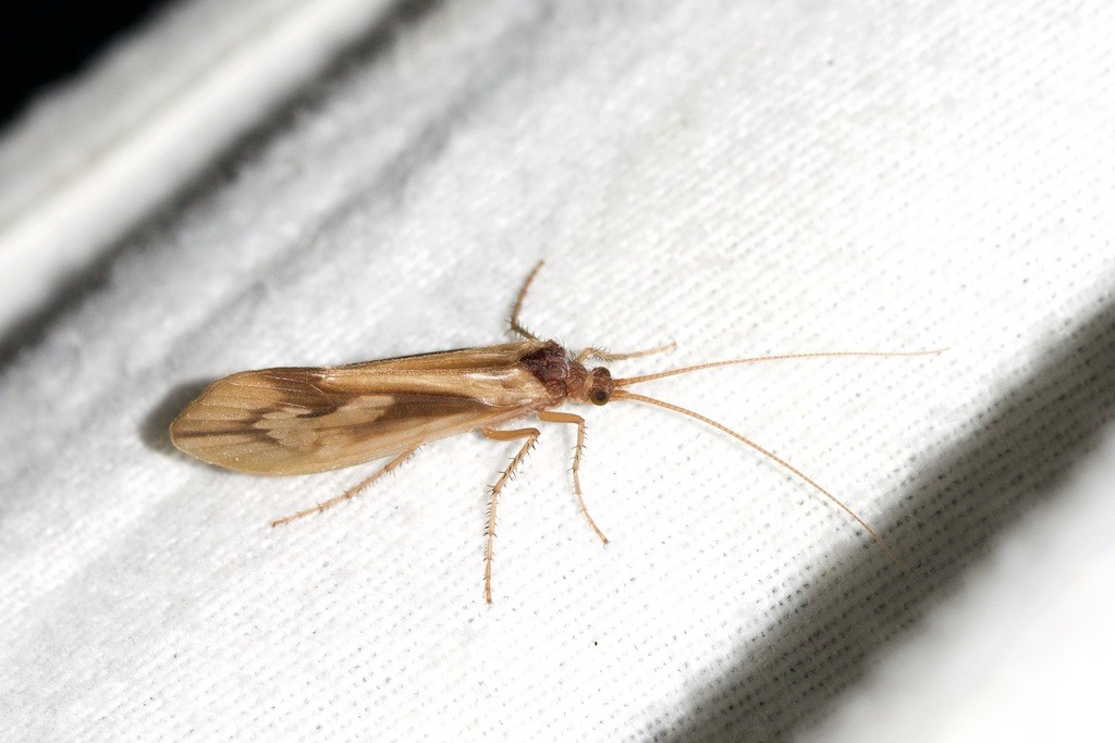 Platycentropus radiatus (Platycentropus radiatus) - Picture Insect
