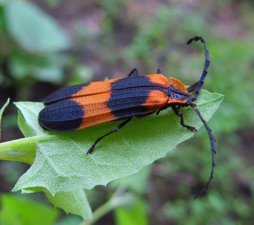Calopteron discrepans (Calopteron discrepans) - Picture Insect