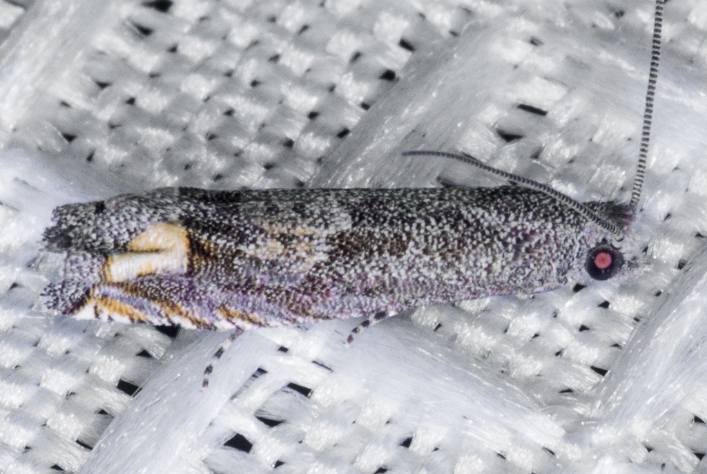 Epiblema strenuana (Epiblema strenuana) - Picture Insect