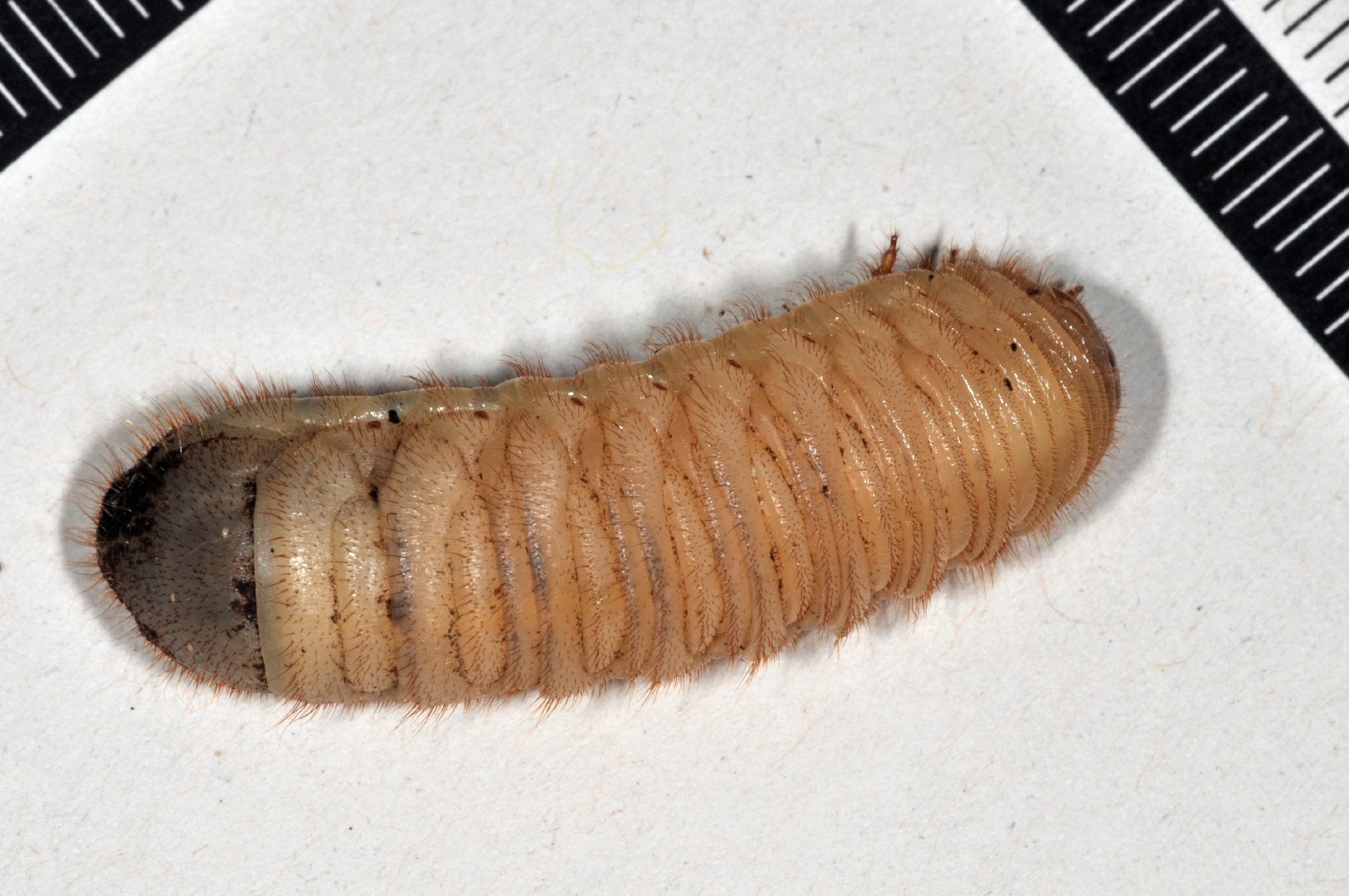 Käfer (Coleoptera) - Picture Insect