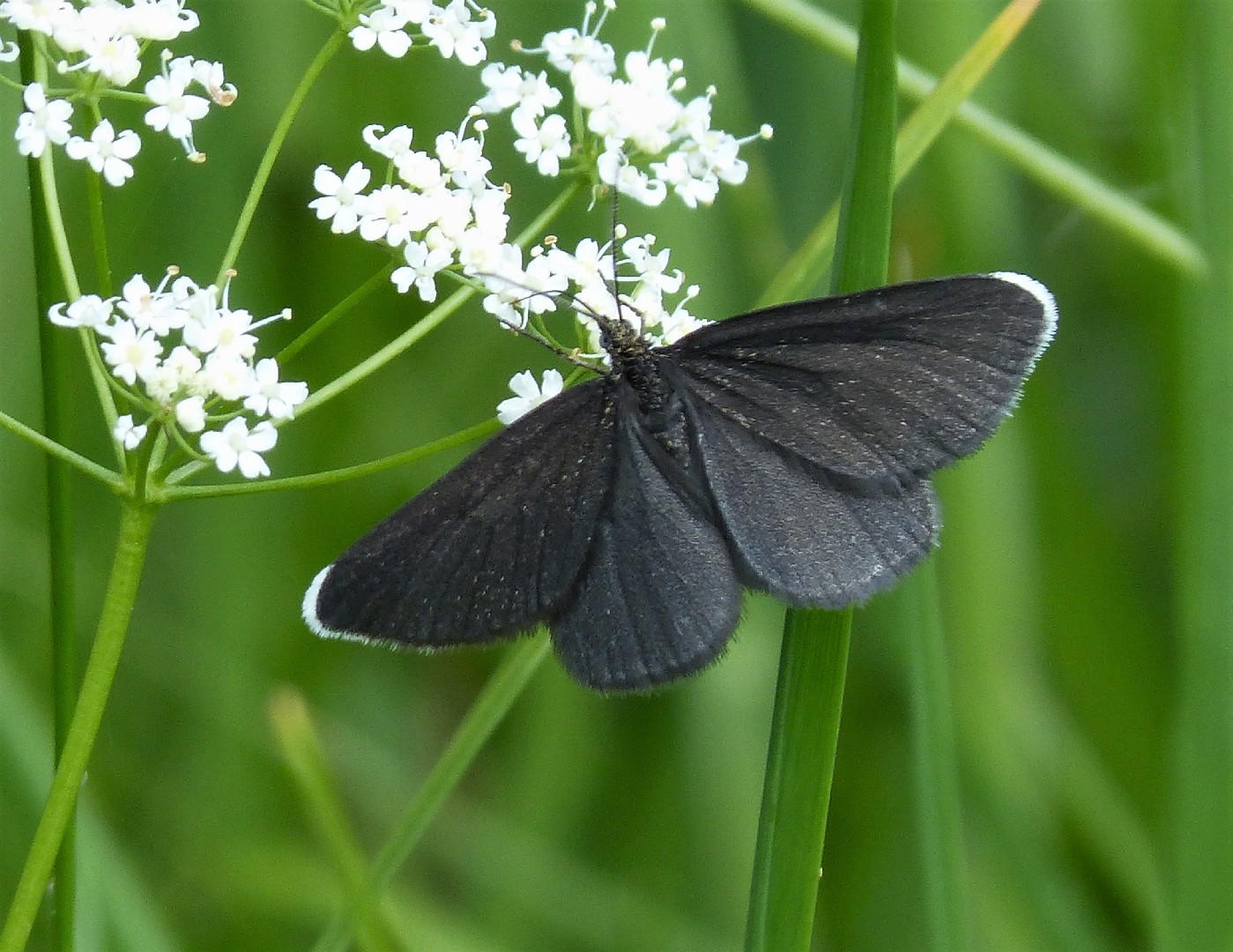 Schwarzspanner (Odezia atrata) - Picture Insect