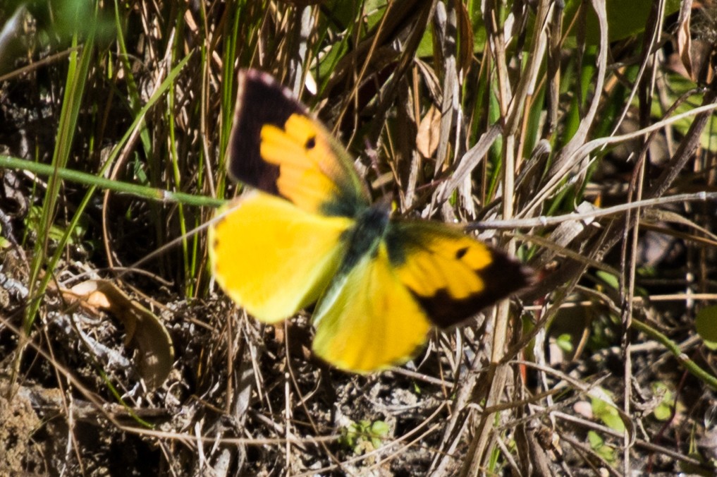 Zerene eurydice (Zerene eurydice) - Picture Insect