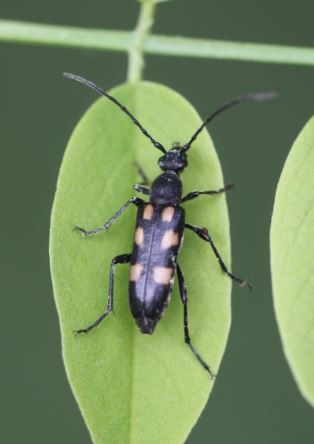 Anoplodera sexguttata (Anoplodera sexguttata) - Picture Insect