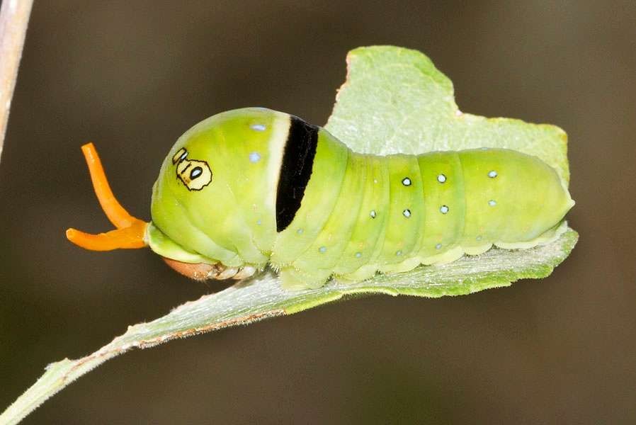 Two-tailed swallowtail How to identify it? - Picture Insect