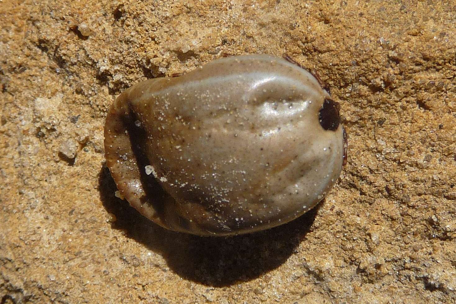 Ticks With Brown Shell