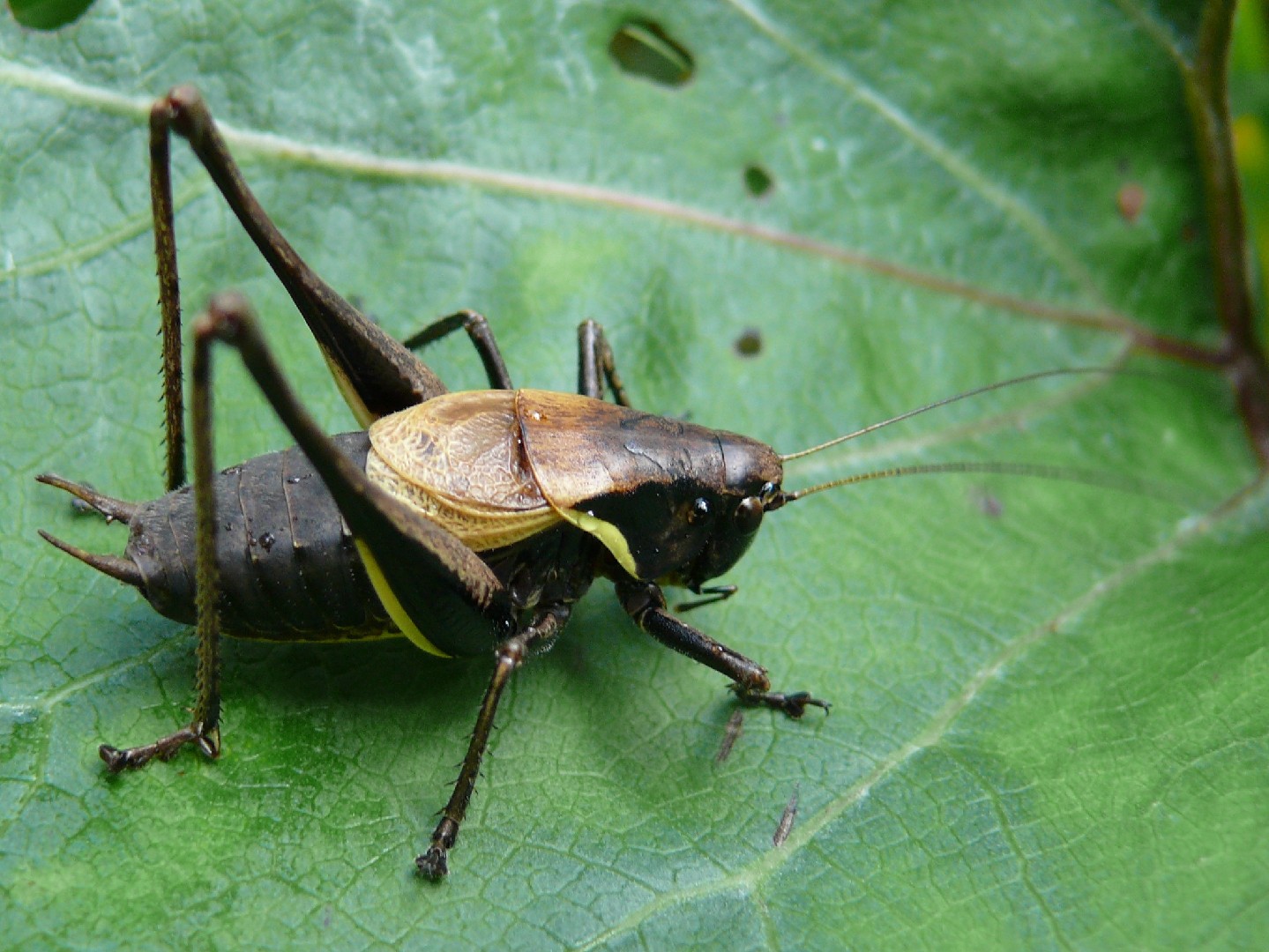 Pholidoptera aptera (Pholidoptera aptera) - Picture Insect
