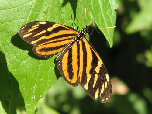 Eueides (Eueides) - Picture Insect