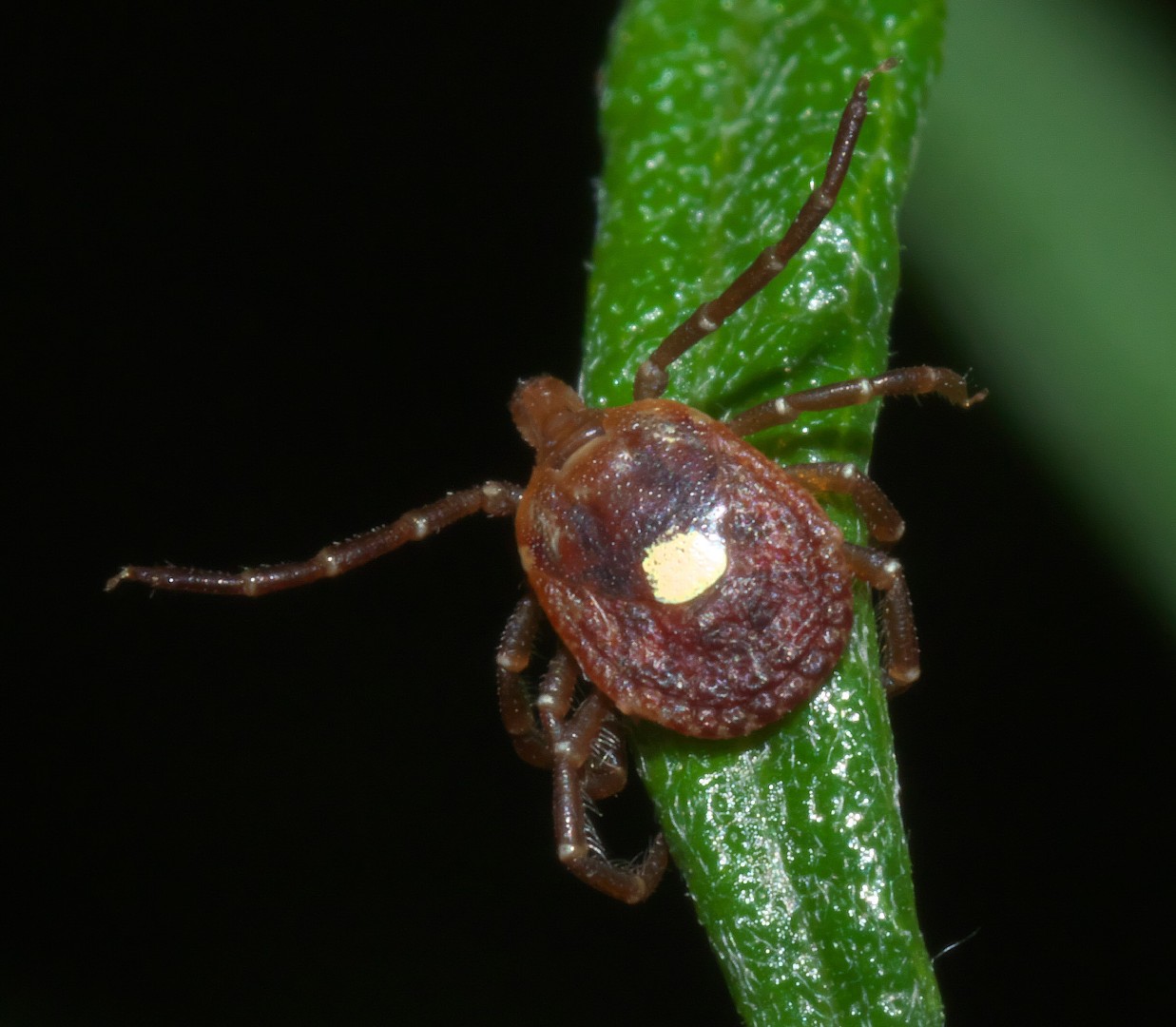 Garrapata Solitaria (Amblyomma americanum) - Picture Insect