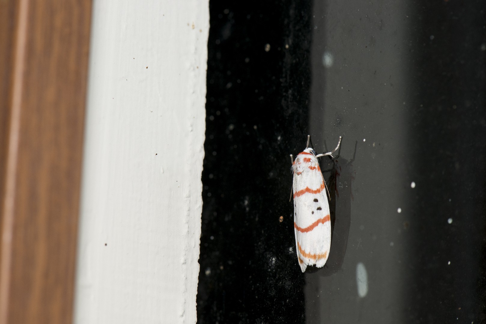 Cyana (Cyana) - Picture Insect