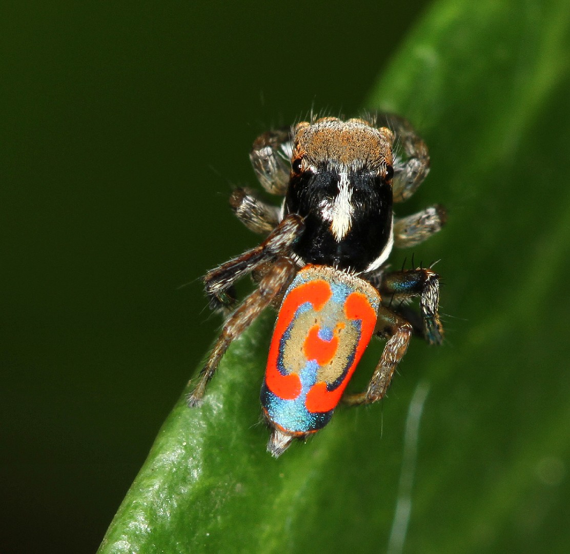Maratus pavonis (Maratus pavonis) - Picture Insect