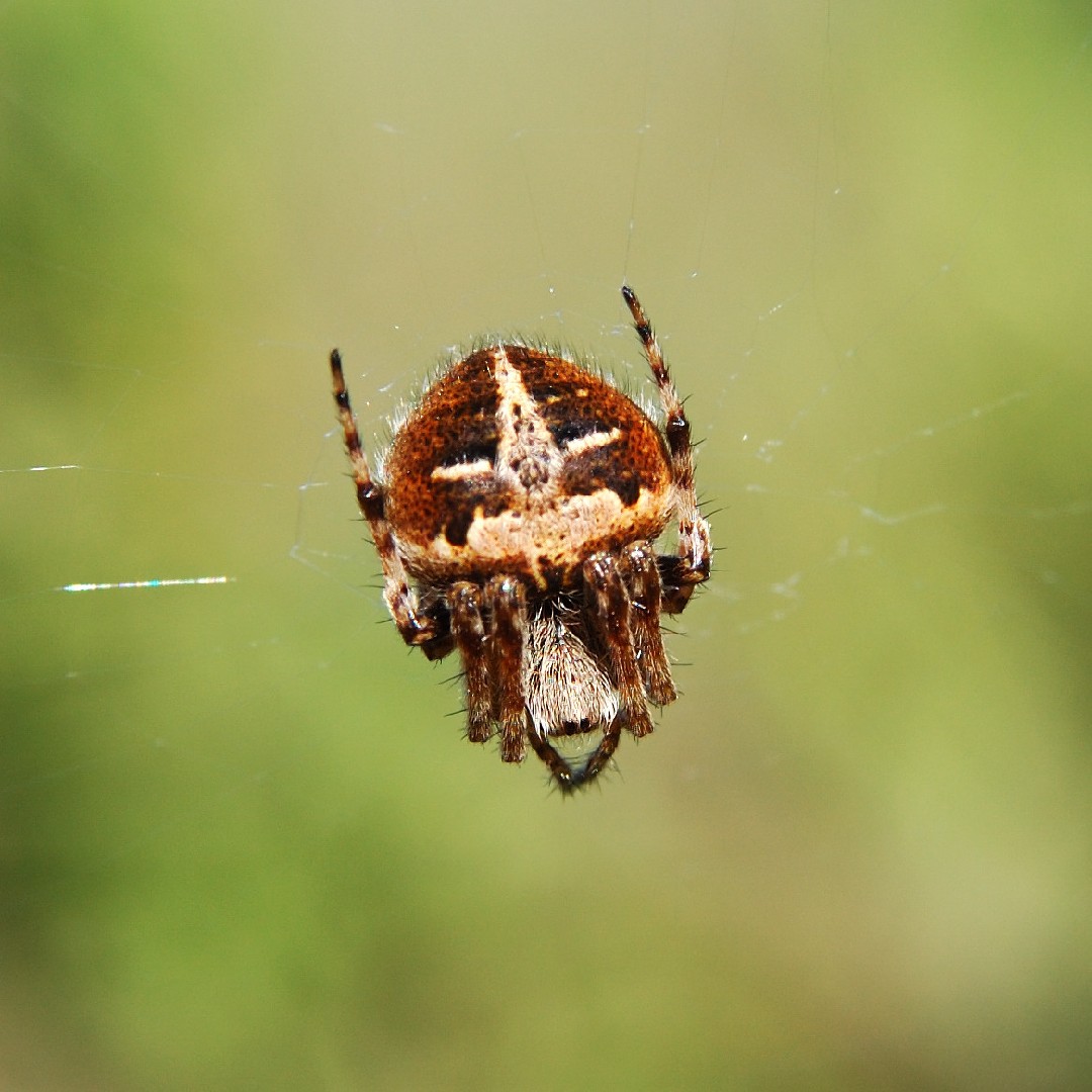 Épeire de velours (Agalenatea redii) - Picture Insect