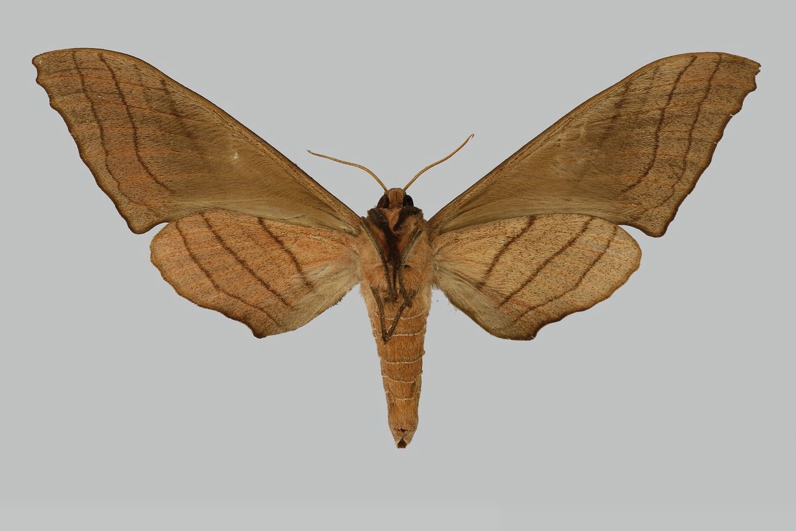 Marumba cristata (Marumba cristata) - Picture Insect