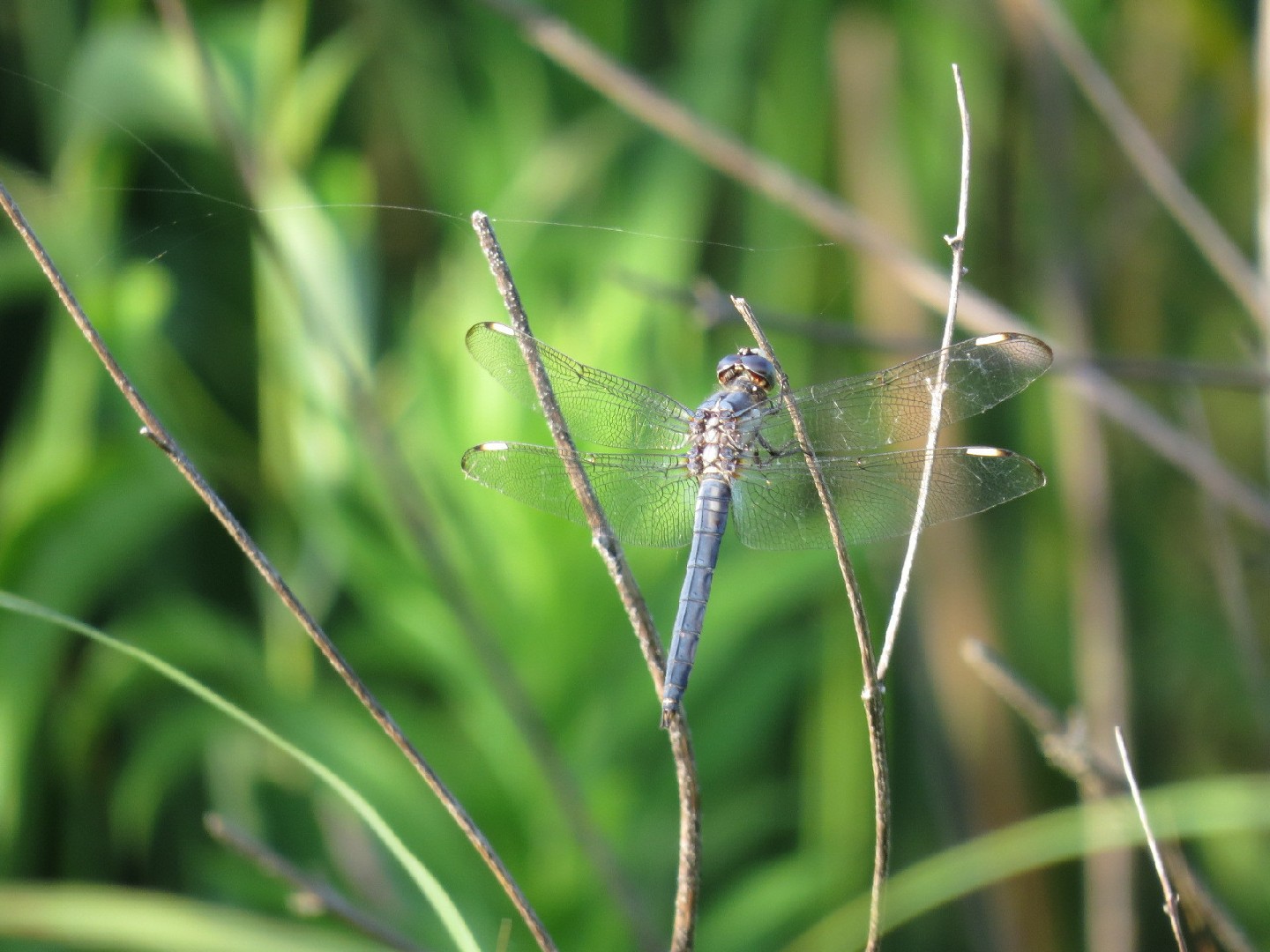 Rayadora comanche (Libellula comanche) - Picture Insect
