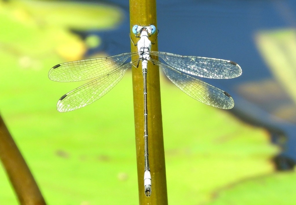 Lestes sigma (Lestes sigma) - Picture Insect