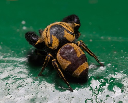 Rhene flavicomans (Rhene flavicomans) - Picture Insect