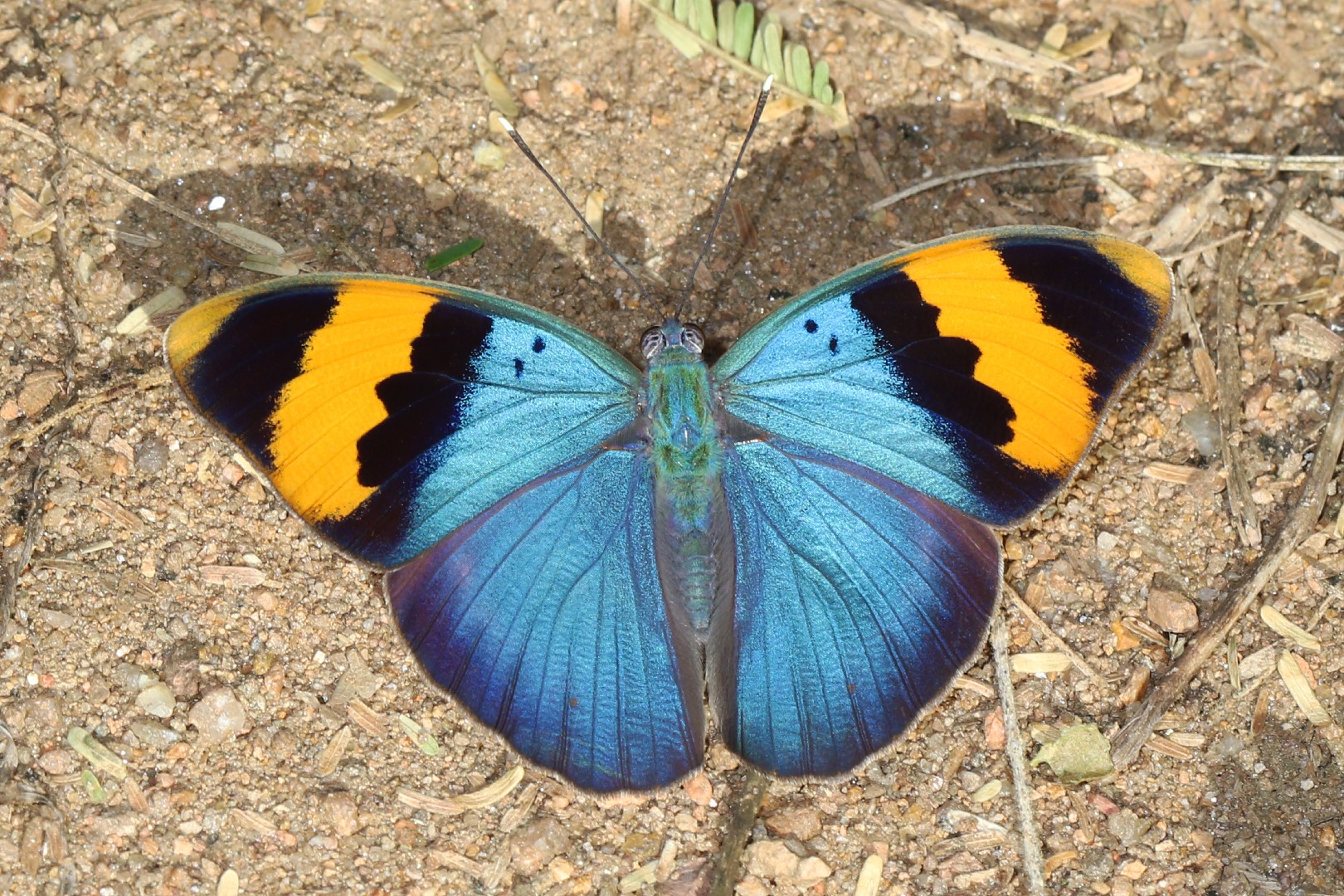 Euphaedra (Euphaedra) - Picture Insect