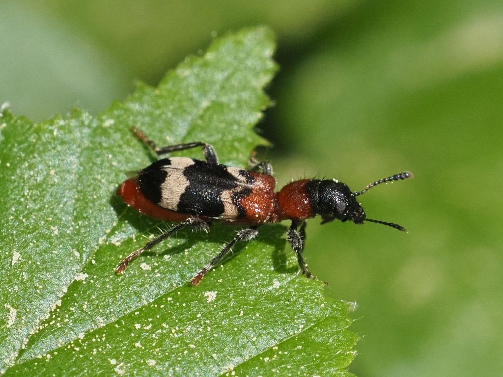 Thanasimus (Thanasimus) - Picture Insect