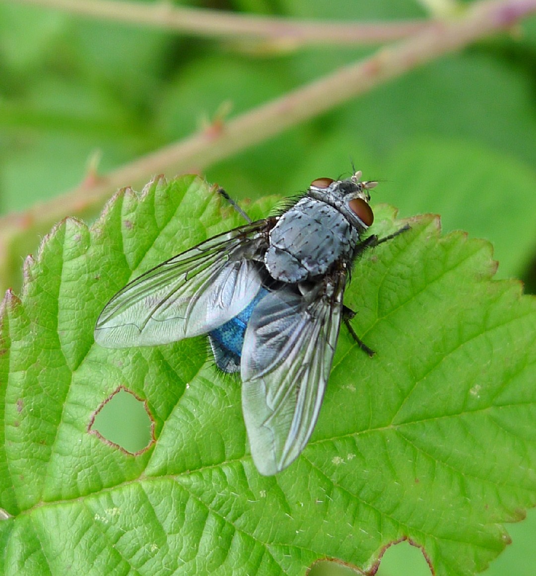 Mouche bleue (Calliphora vomitoria) - Picture Insect
