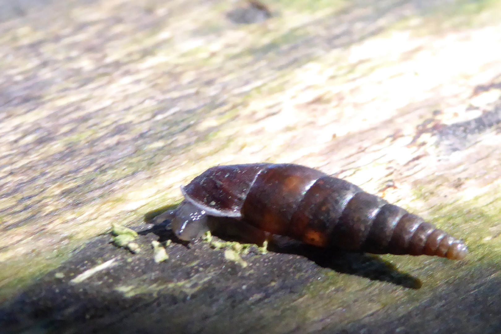 Fuseau commun (Cochlodina laminata) - Picture Insect