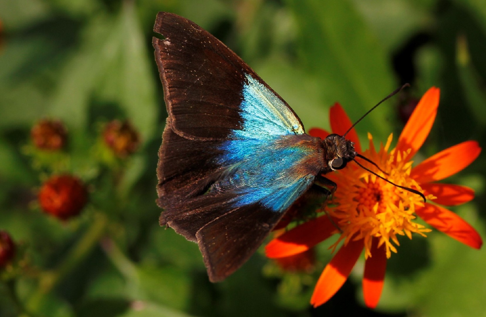 Saltarina azul de gilbert (Astraptes alector) - Picture Insect