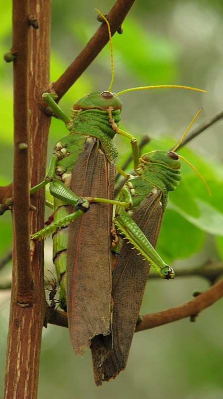 Chapulines gigantes (Tropidacris) - Picture Insect