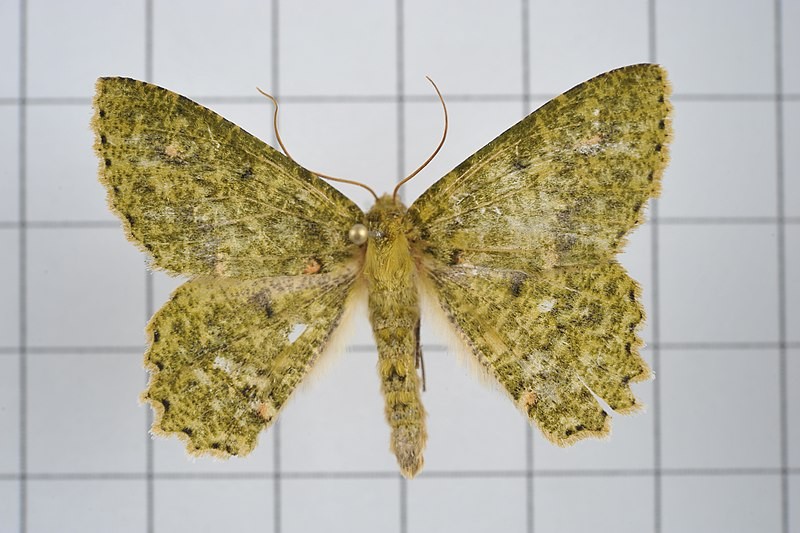 Herochroma (Herochroma) - Picture Insect