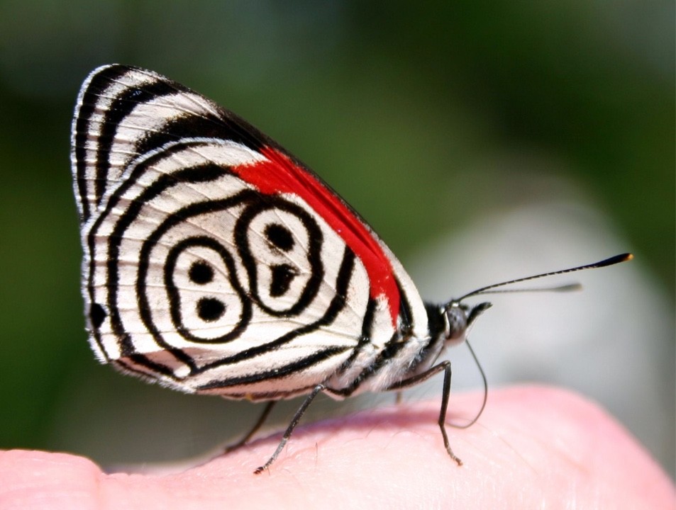 Diaethria (Diaethria) - Picture Insect