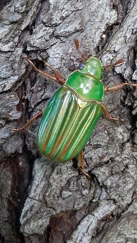 Chrysina (Chrysina) - Picture Insect