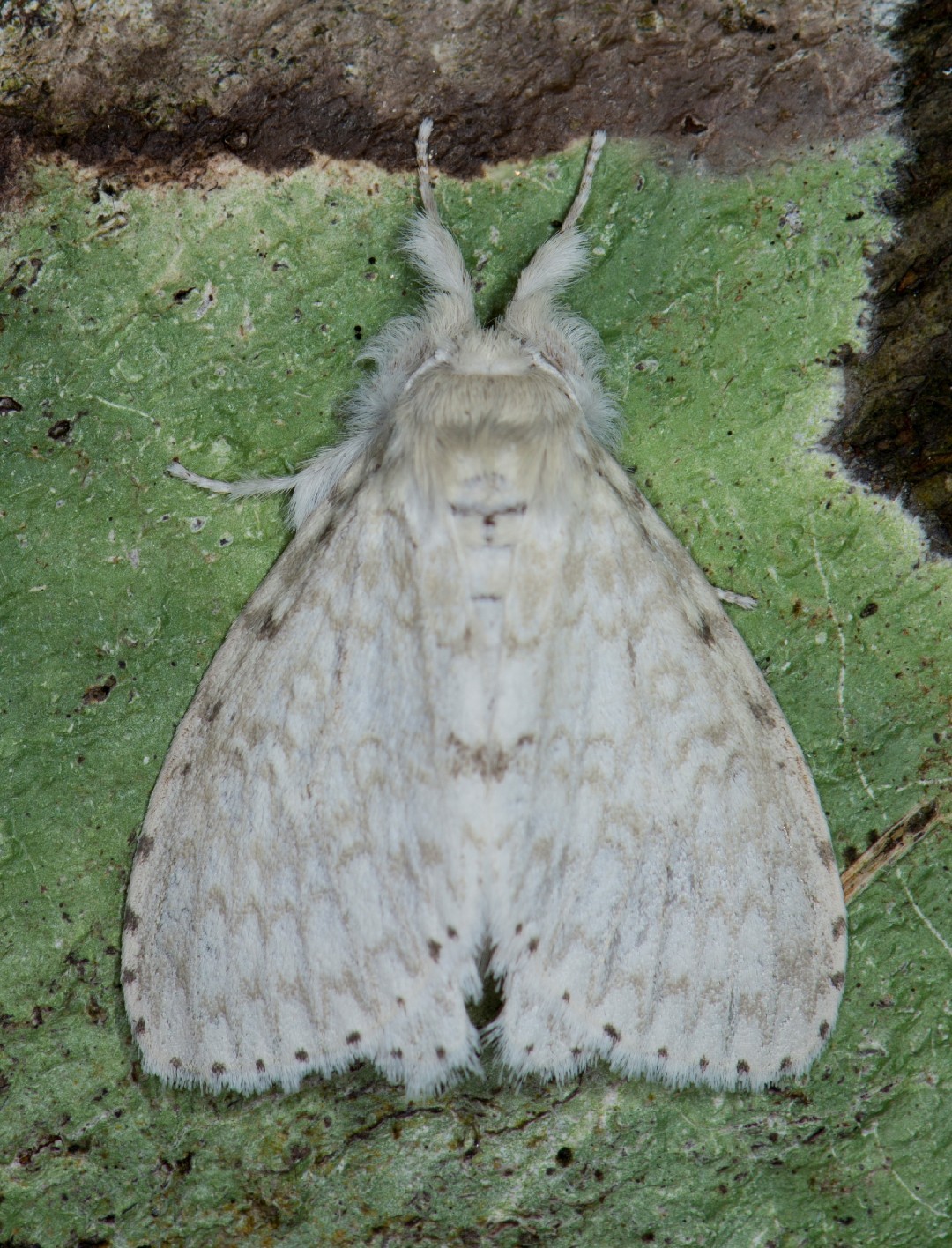 Dura alba (Dura alba) - Picture Insect