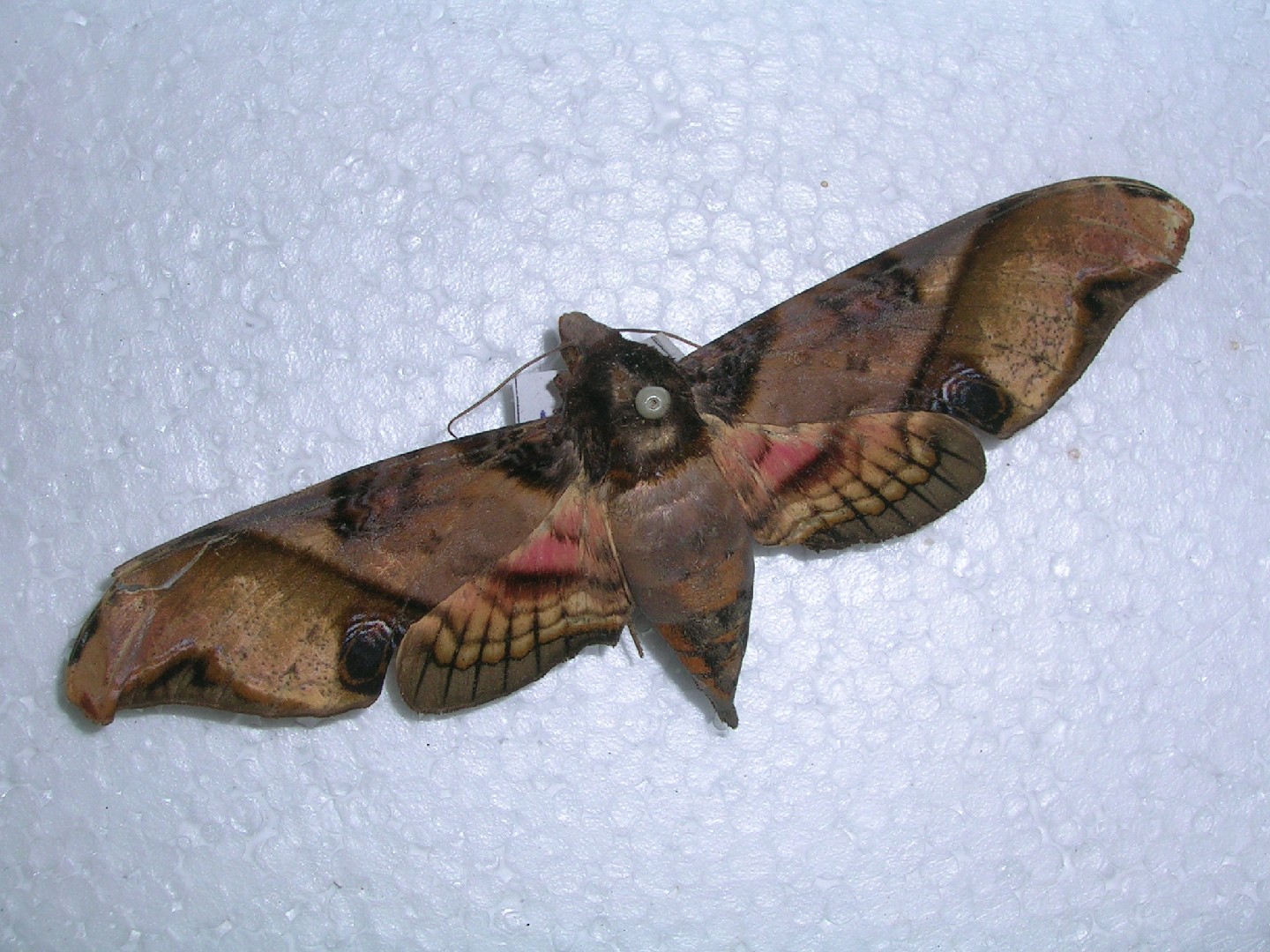 Amplypterus (Amplypterus) - Picture Insect