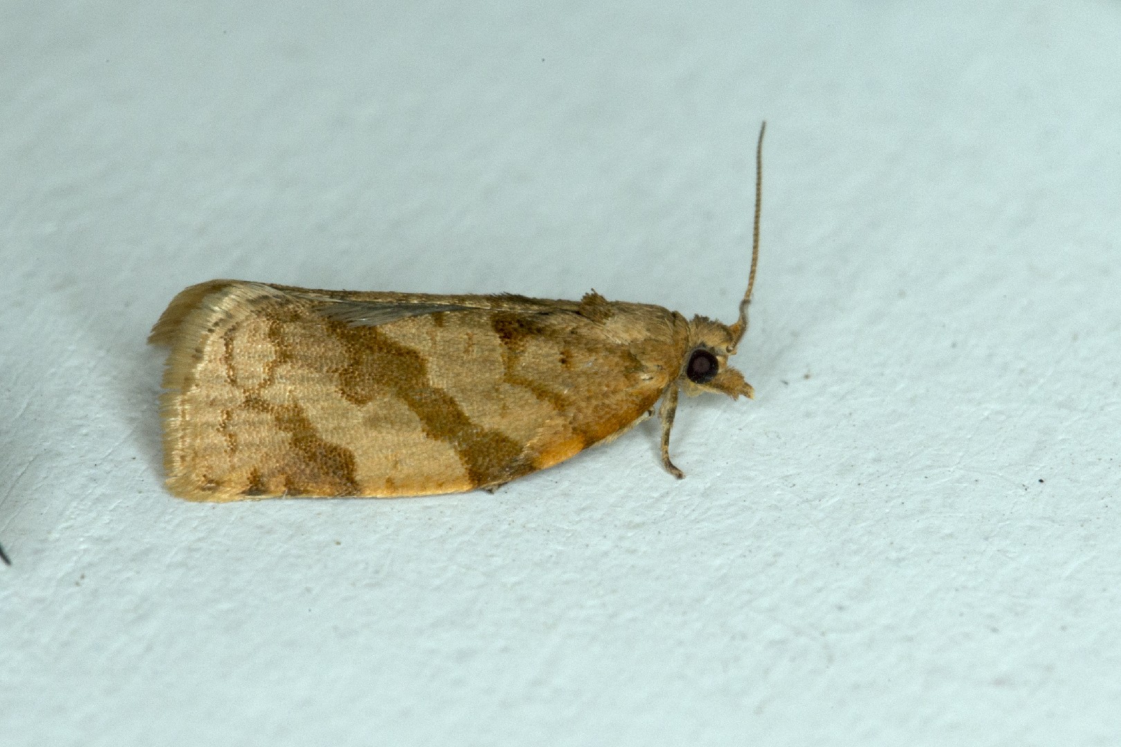 Adoxophyes orana (Adoxophyes orana) - Picture Insect
