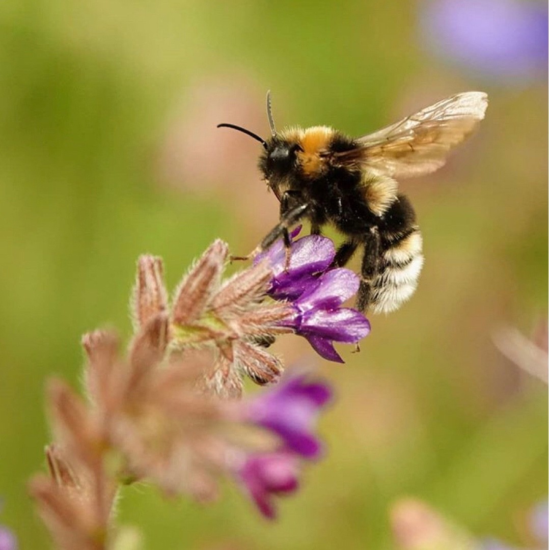 Bombus borealis (Bombus borealis) - Picture Insect