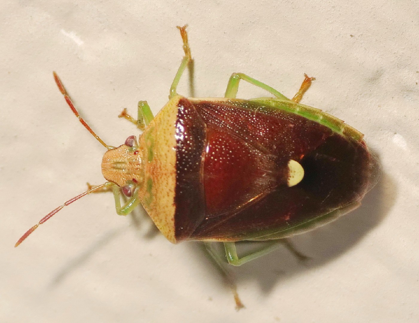 Banasa calva (Banasa calva) - Picture Insect