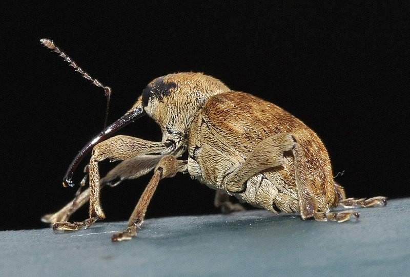 Curculio venosus (Curculio venosus) - Picture Insect