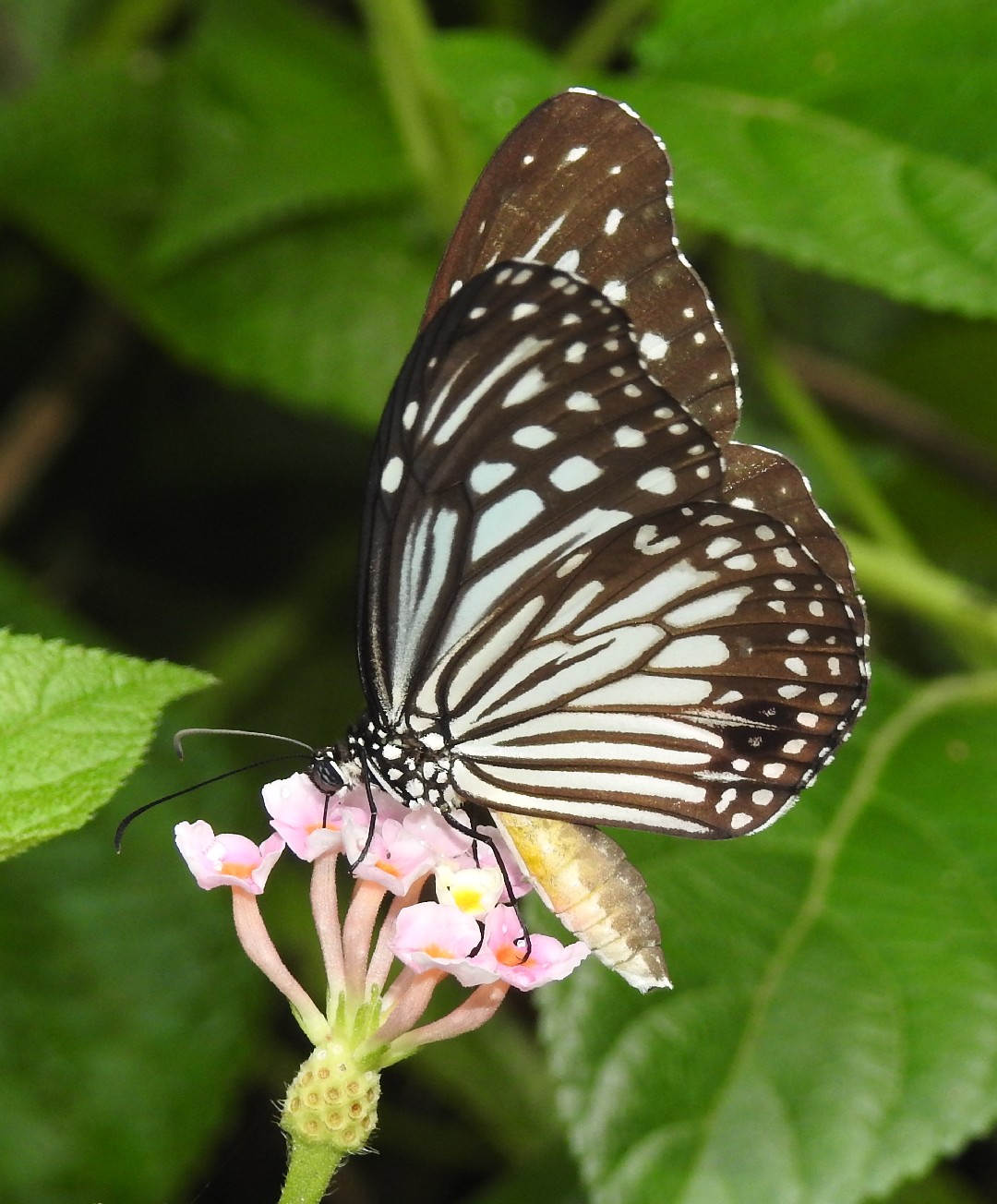 Parantica (Parantica) - Picture Insect
