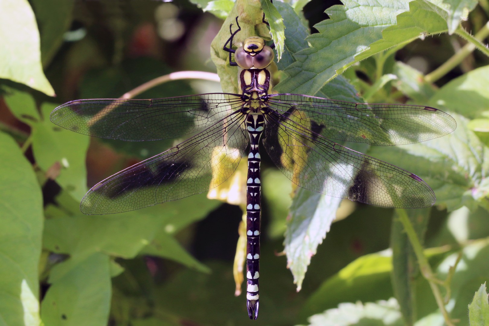 Blaugrüne Mosaikjungfer (Aeshna cyanea) - Picture Insect
