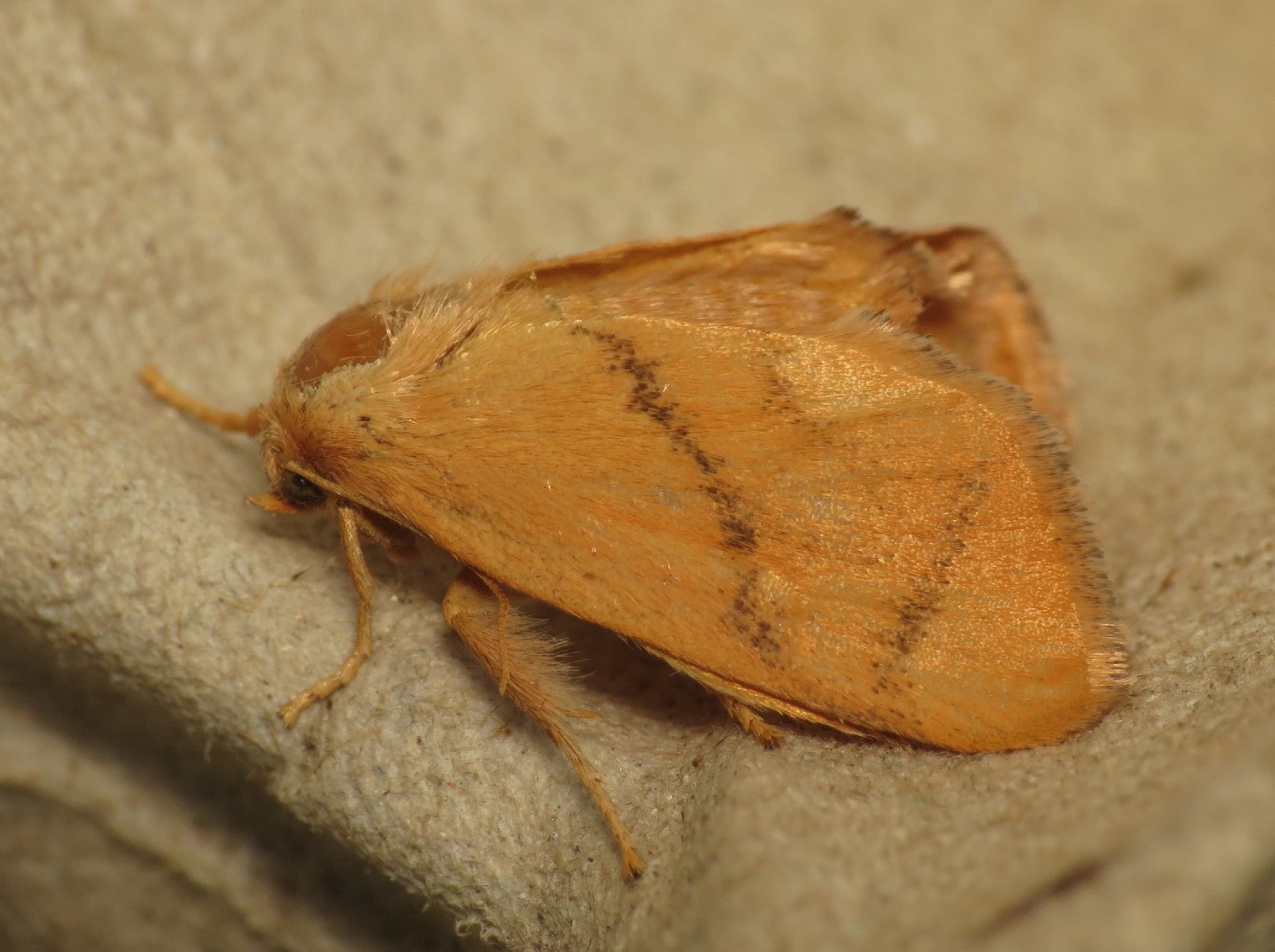 Apoda limacodes (Apoda limacodes) - Picture Insect