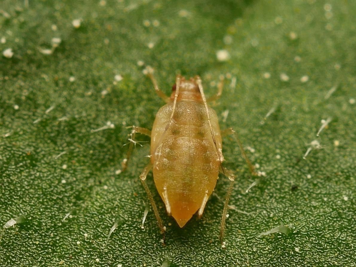 Myzus persicae (Myzus persicae) - Picture Insect