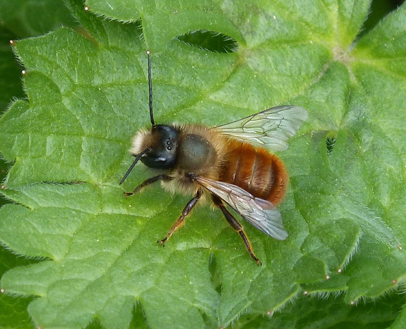 Osmia (Osmia) - Picture Insect