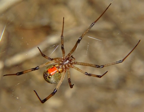 Viudas (Latrodectus) - Picture Insect