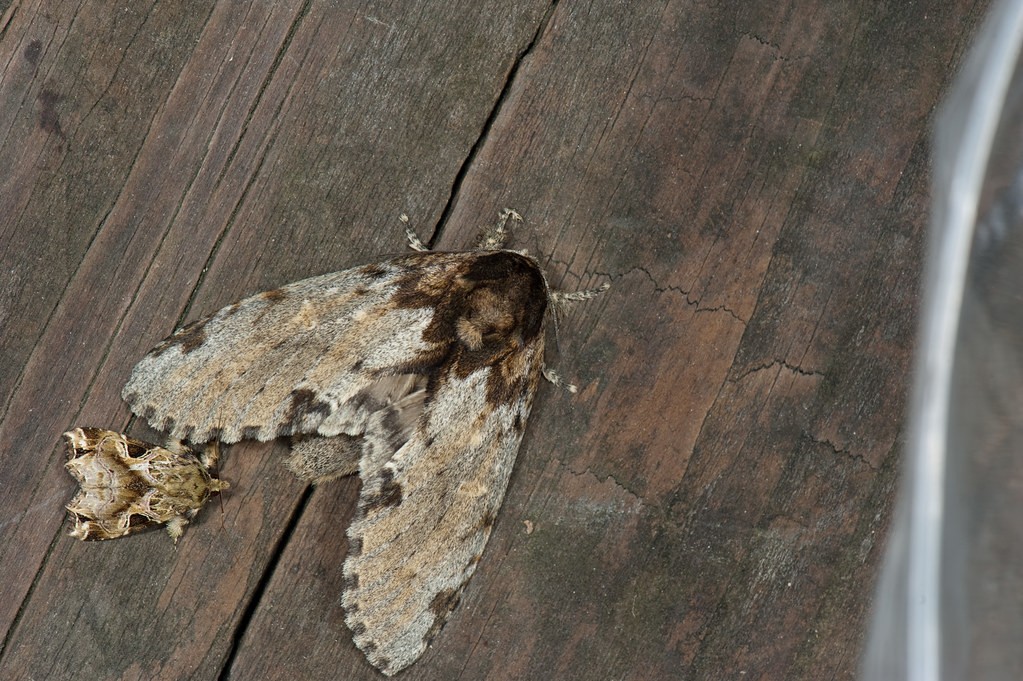 Peridea moorei (Peridea moorei) - Picture Insect