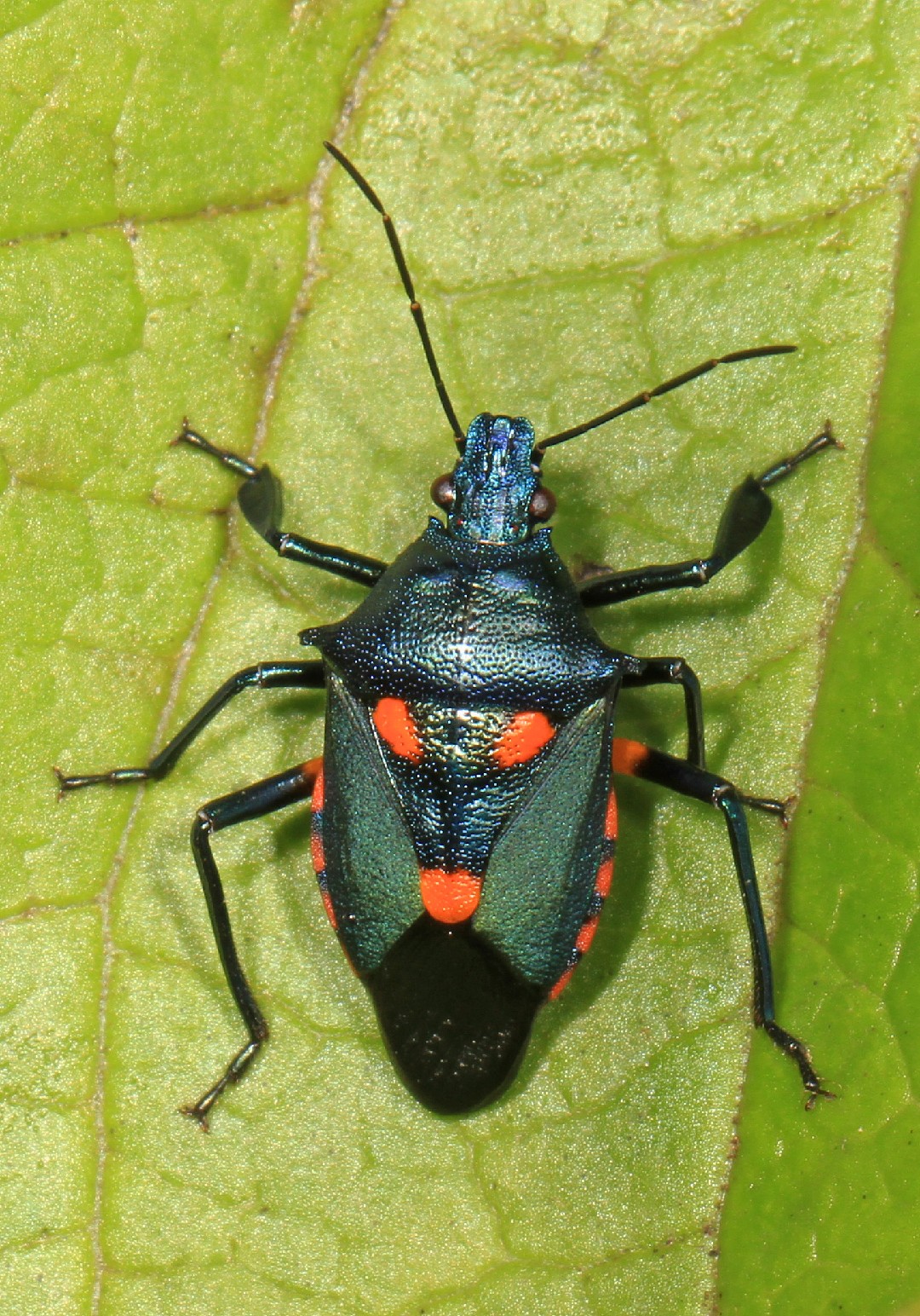 Chinche hedionda depredadora (Euthyrhynchus floridanus) - Picture Insect