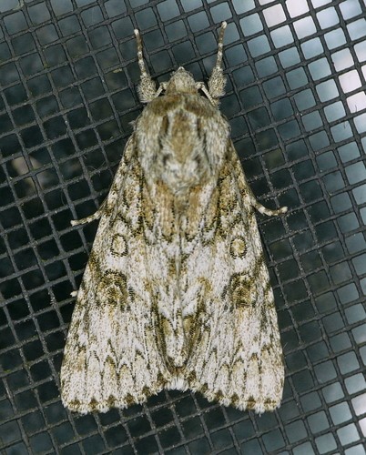 Acronicta rubricoma (Acronicta rubricoma) - Picture Insect