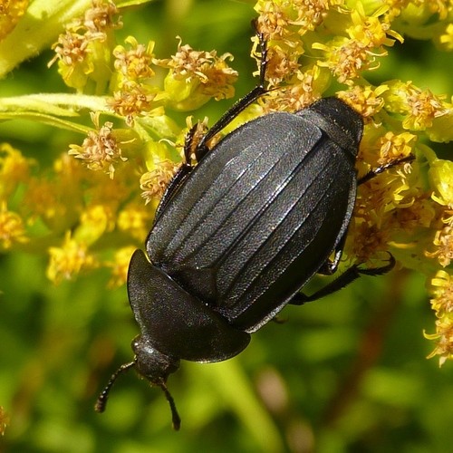 Silpha (Silpha) - Picture Insect