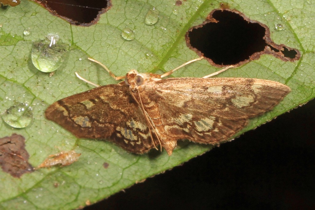 Anania coronata (Anania coronata) - Picture Insect