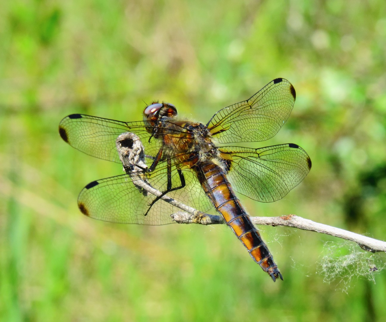 Libellula fulva (Libellula fulva) - Picture Insect