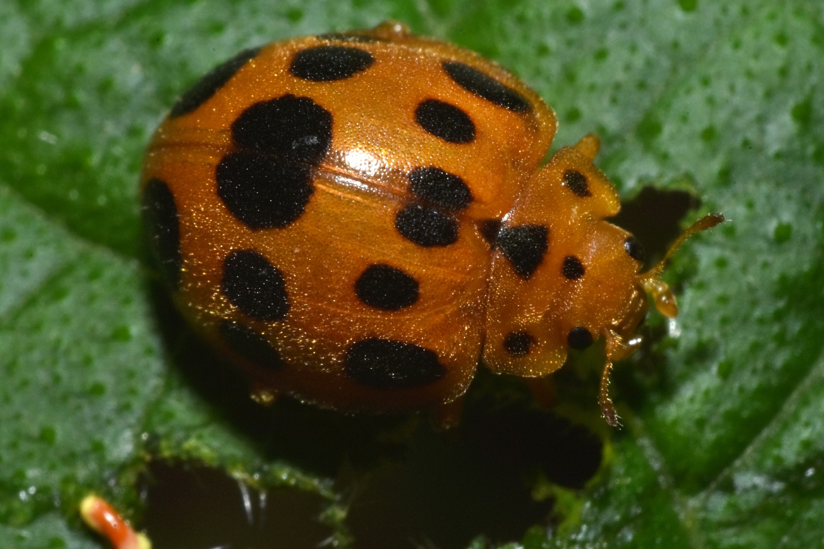 Epilachna (Epilachna) - Picture Insect