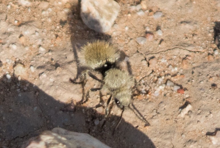 Dasymutilla (Dasymutilla) - Picture Insect