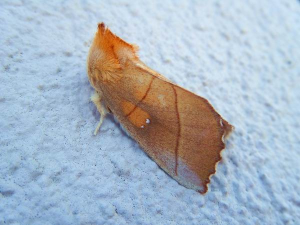 Nadata gibbosa (Nadata gibbosa) - Picture Insect