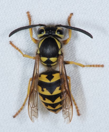 Vespula pensylvanica (Vespula pensylvanica) - Picture Insect